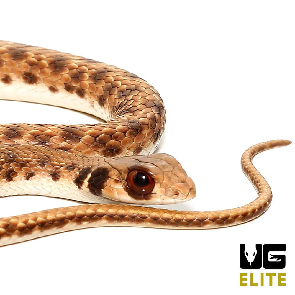 Auctions - Underground Reptiles