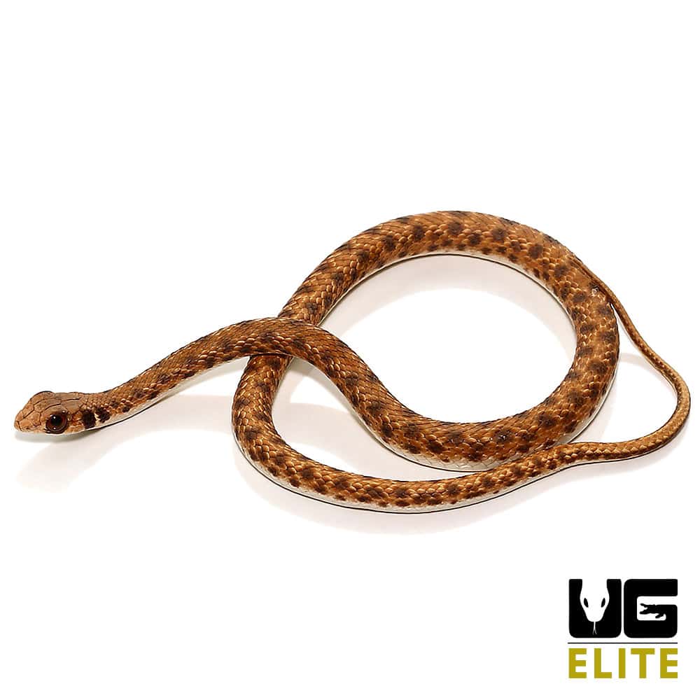 Auctions - Underground Reptiles