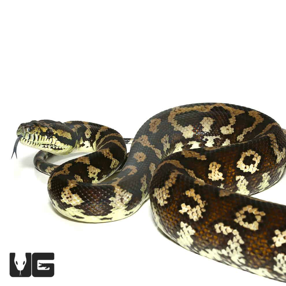 2014 Tiger Darwin Het Albino Carpet Python (Morelia spilota variegata ...