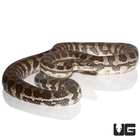 2014 Female Coastal Het Axanthic Carpet Python(Morelia spilota ...