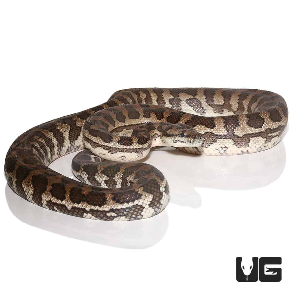 2014 Female Coastal Het Axanthic Carpet Python(Morelia spilota ...