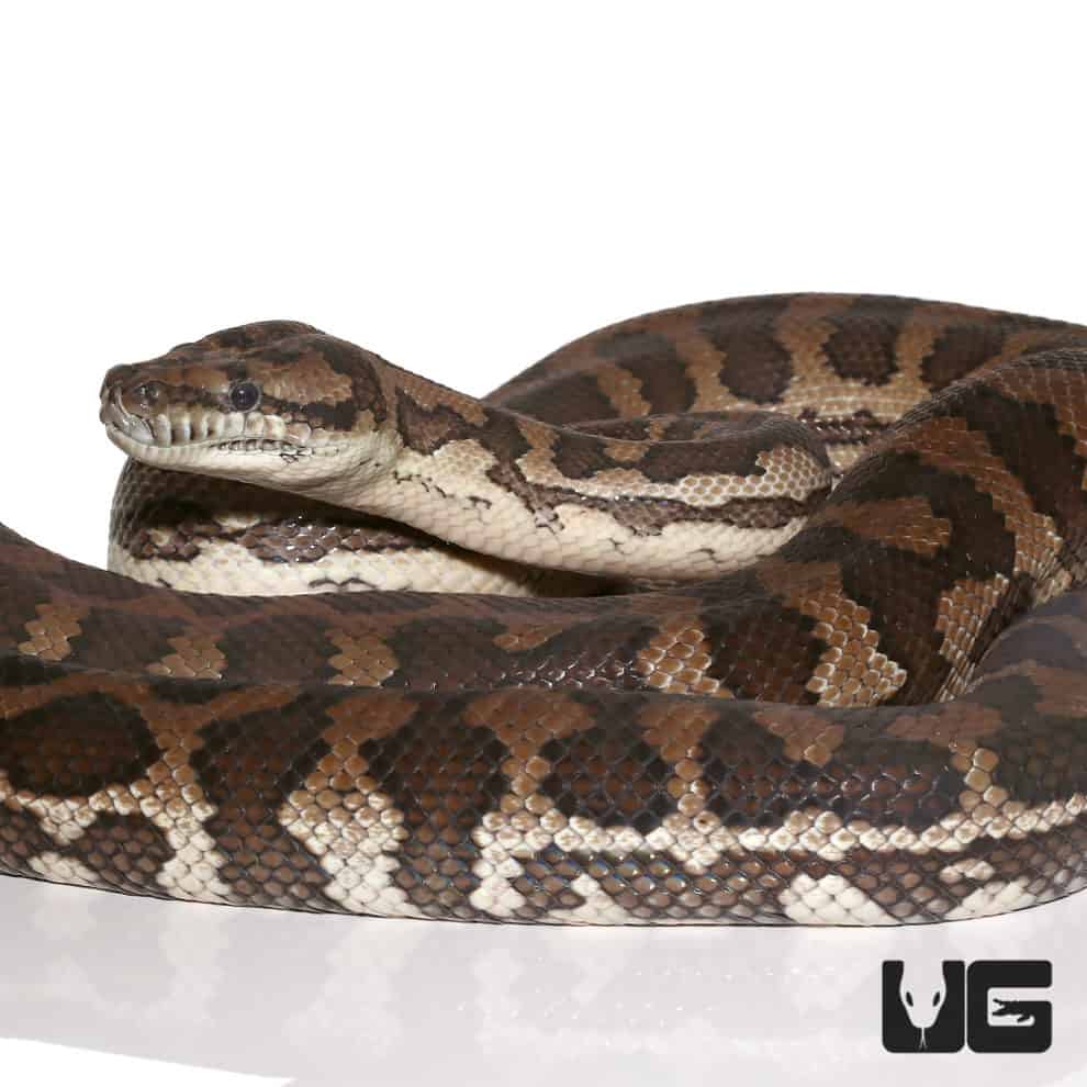 2014 Female Coastal Het Axanthic Carpet Python(Morelia spilota ...