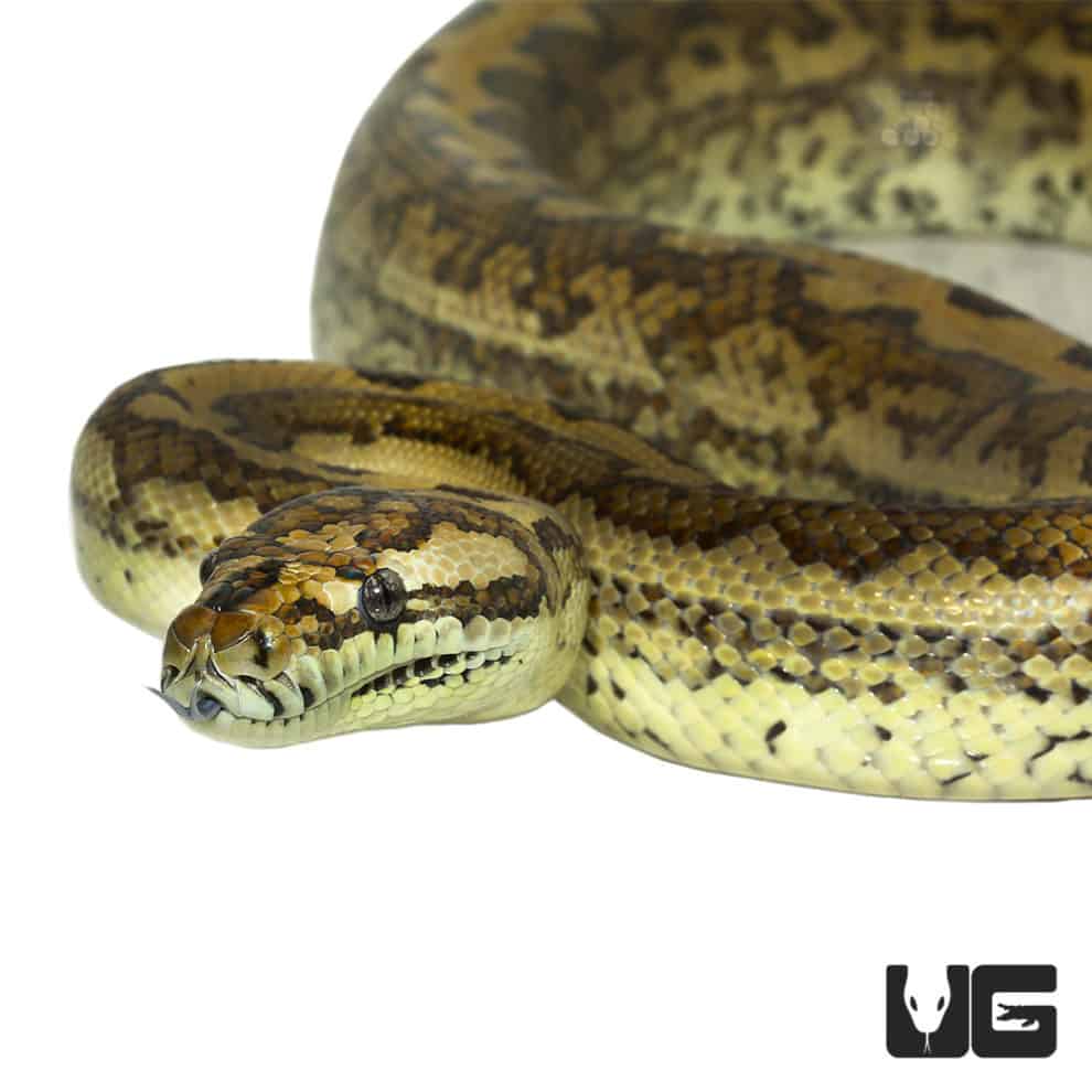 2014 Tiger Coastal Carpet Pythons (Morelia spilota mcdowelli) For Sale ...