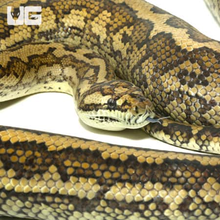 Carpet Pythons For Sale - Underground Reptiles