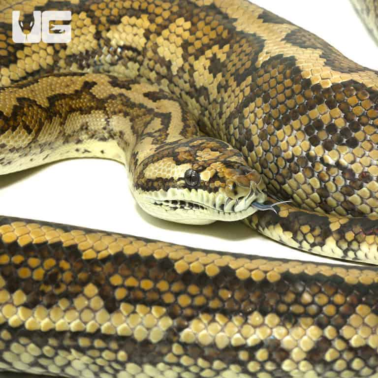 Carpet Pythons For Sale - Underground Reptiles