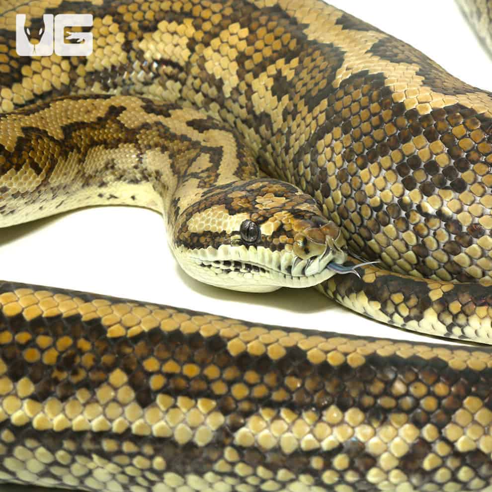 2014 Tiger Coastal Carpet Pythons (Morelia spilota mcdowelli) For Sale ...