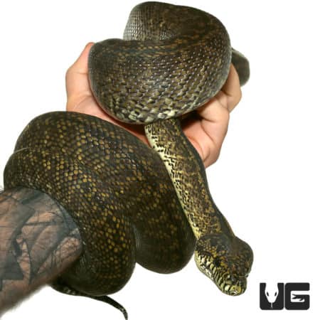 Adult Irian Jaya Carpet Pythons For Sale - Underground Reptiles