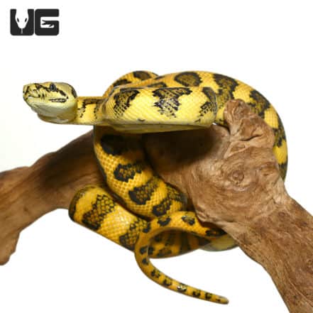 2017 Female Irian Jaya Jungle Jaguar Carpet Python (Morelia spilota ...