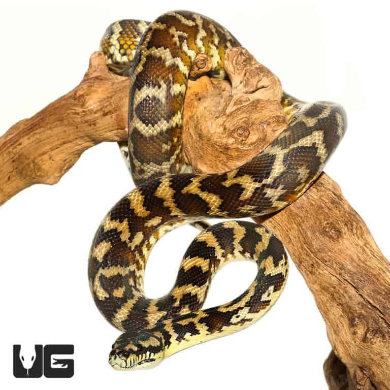 Adult Irian Jaya Carpet Pythons For Sale - Underground Reptiles