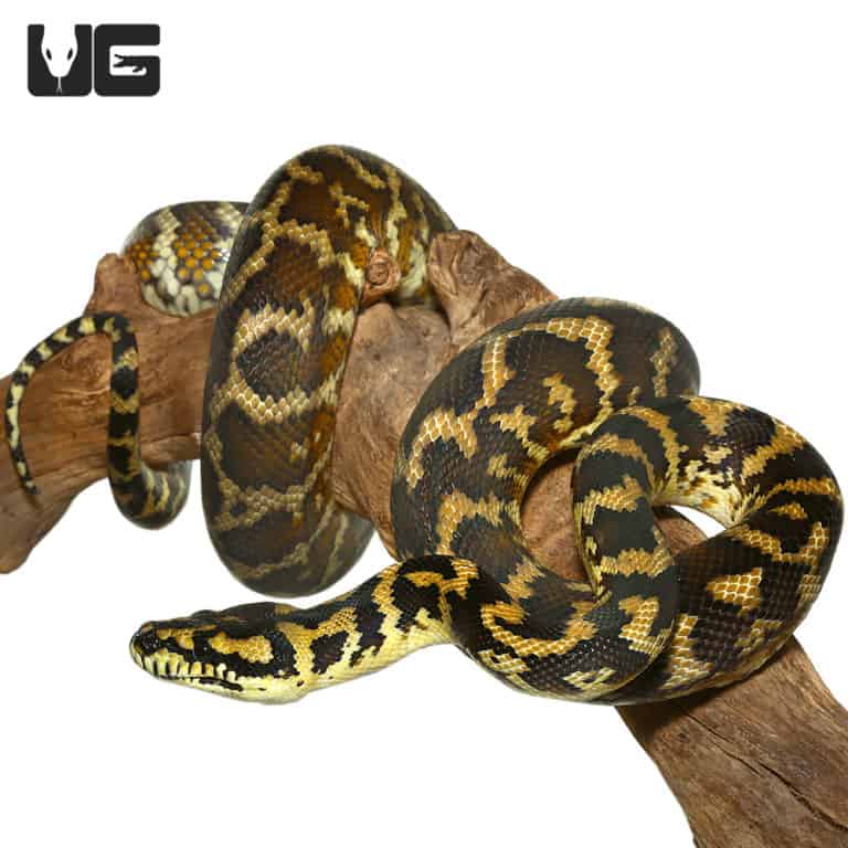 Adult Irian Jaya Carpet Pythons For Sale - Underground Reptiles