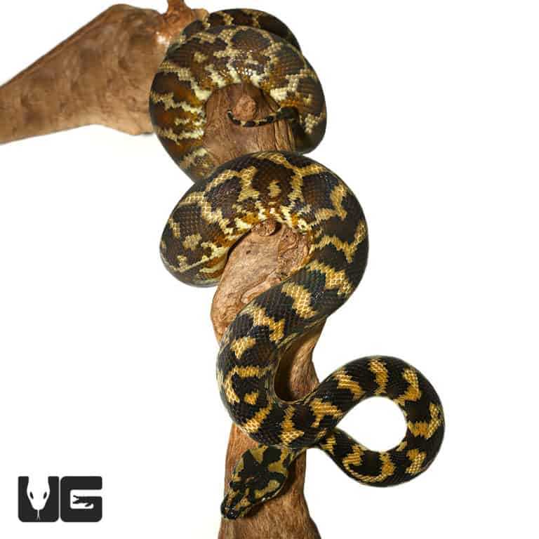 Adult Irian Jaya Carpet Pythons For Sale - Underground Reptiles