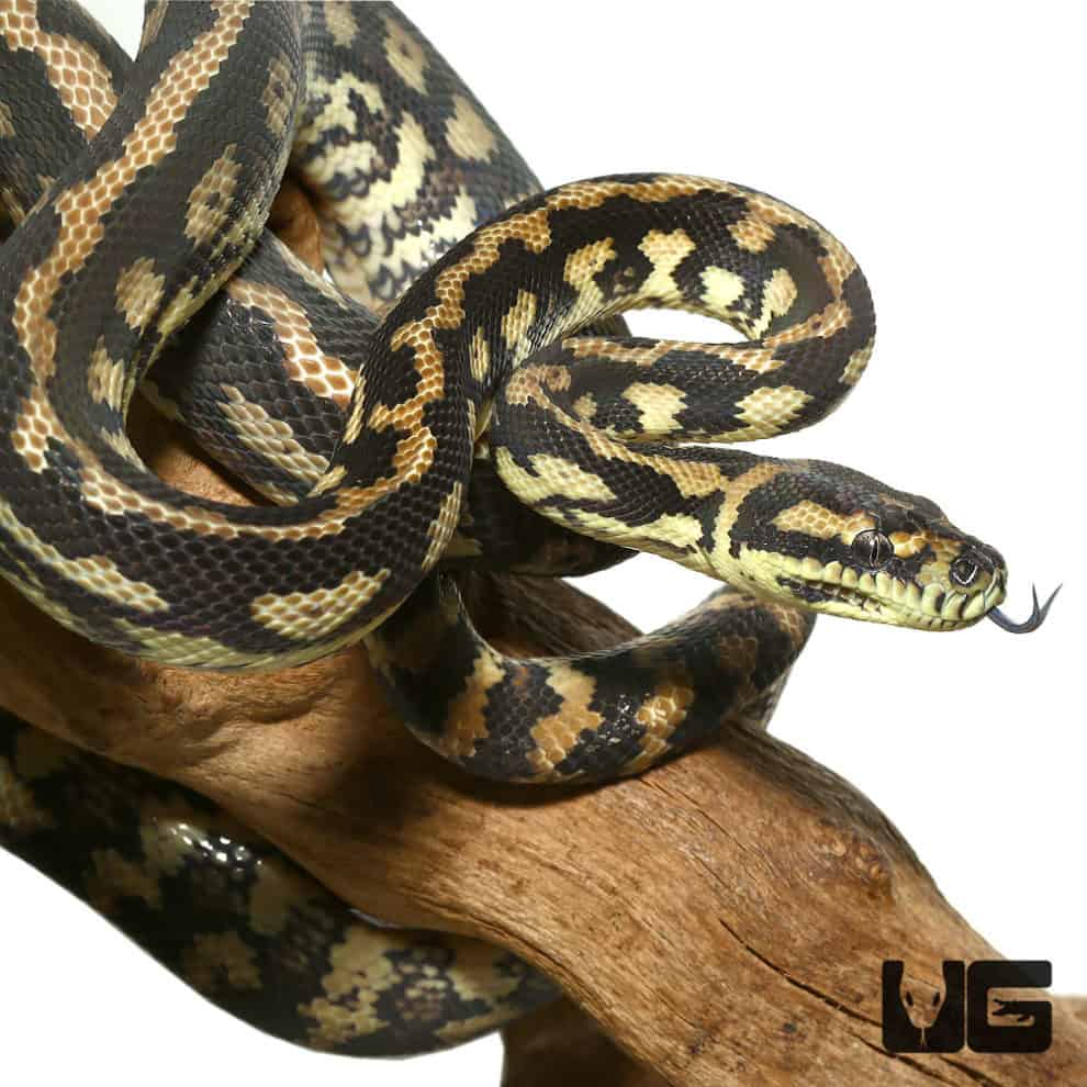 2019 Tiger Darwin Het Albino Carpet Python (Morelia spilota variegata ...