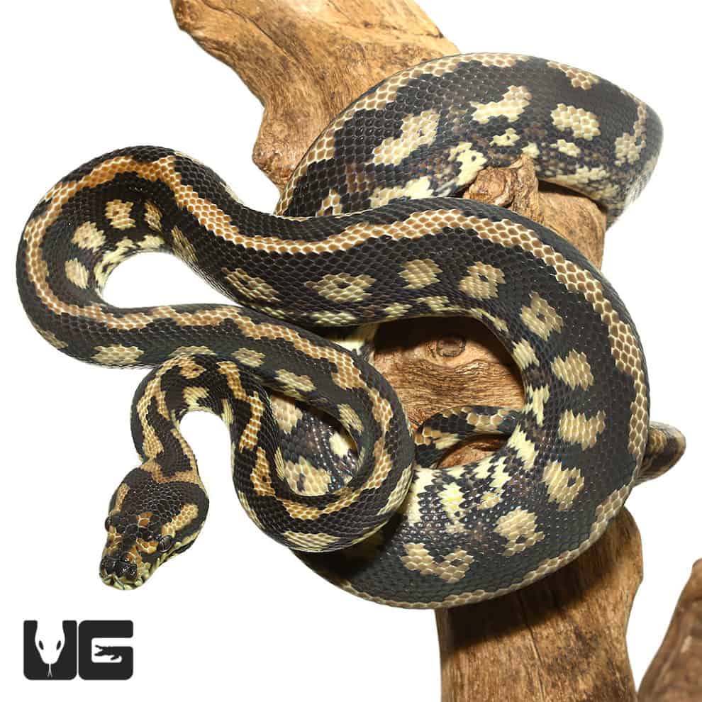 2019 Tiger Darwin Het Albino Carpet Python (Morelia spilota variegata ...