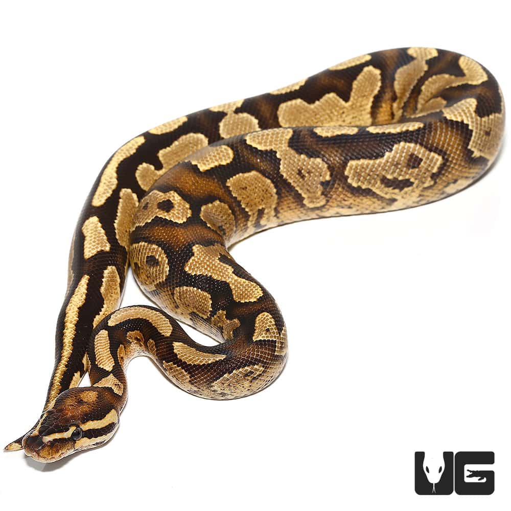 Male 2020 Yellowbelly Disco Ball Python Ball Python (#102) (Python ...