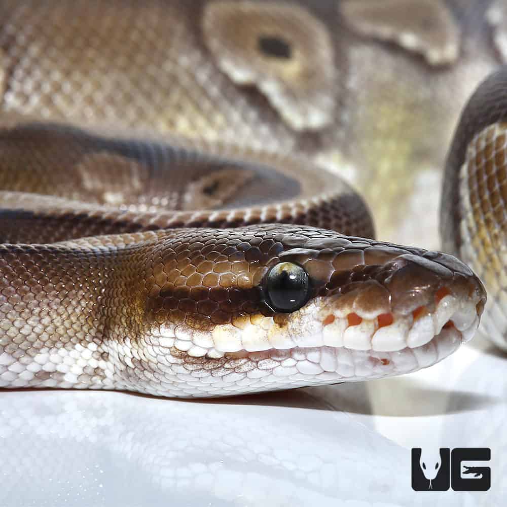 Female 2020 Hidden Gene Woma Mojave (Python regius) For Sale ...