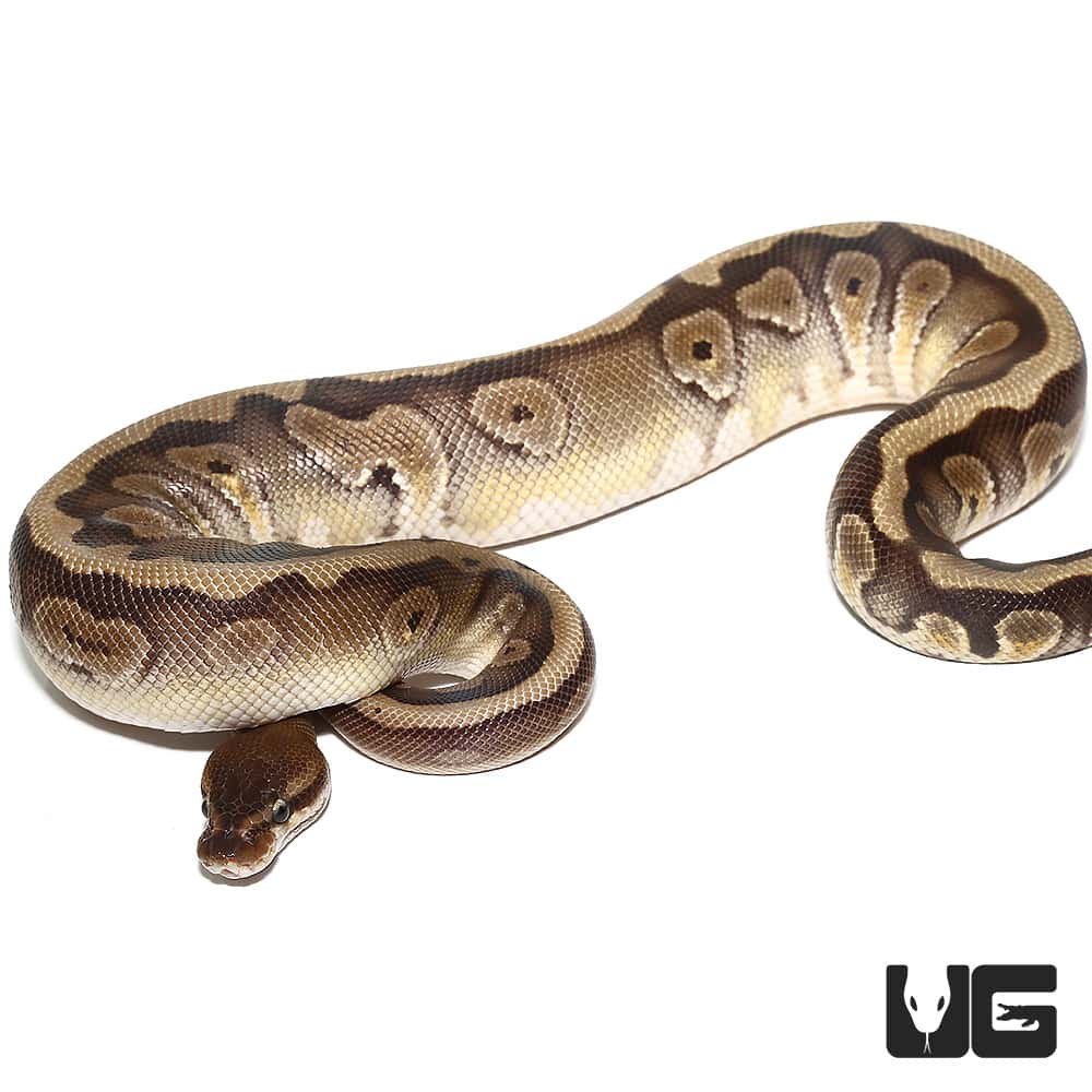 Female 2020 Hidden Gene Woma Mojave (Python regius) For Sale ...