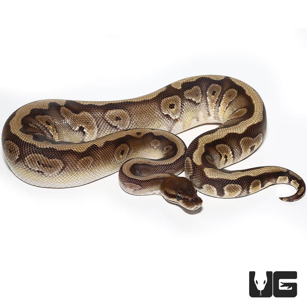 Female 2020 Hidden Gene Woma Mojave (Python regius) For Sale ...