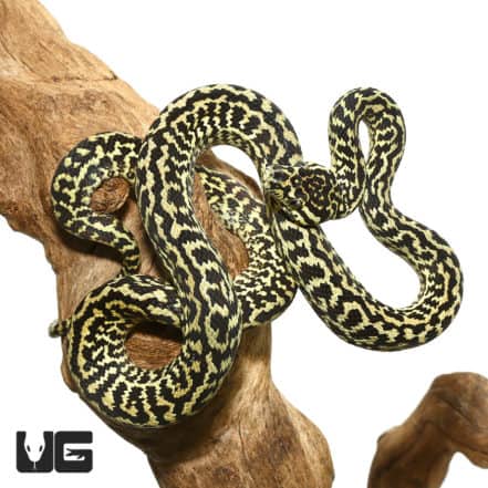 Baby Zebra Jungle Carpet Pythons For Sale - Underground Reptiles