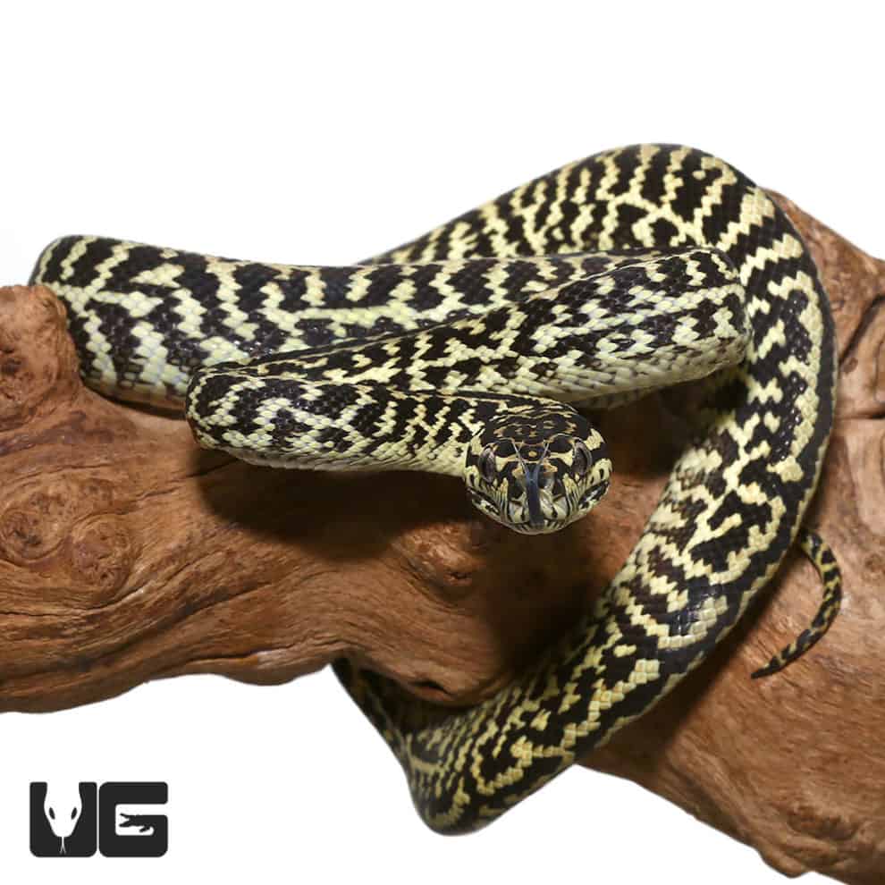 Carpet Pythons For Sale - Underground Reptiles