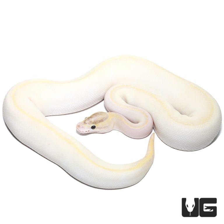Ball Pythons For Sale - Underground Reptiles