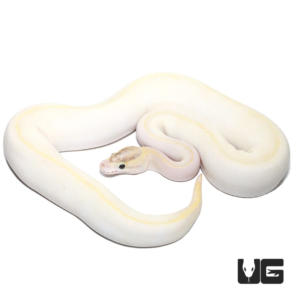 Ball Pythons For Sale - Underground Reptiles