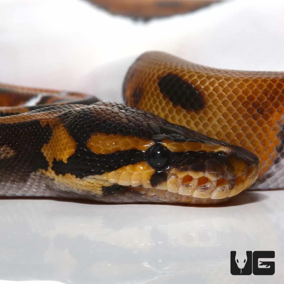 Male 2021 Leopard Pied Ball Python (Python regius) For Sale ...