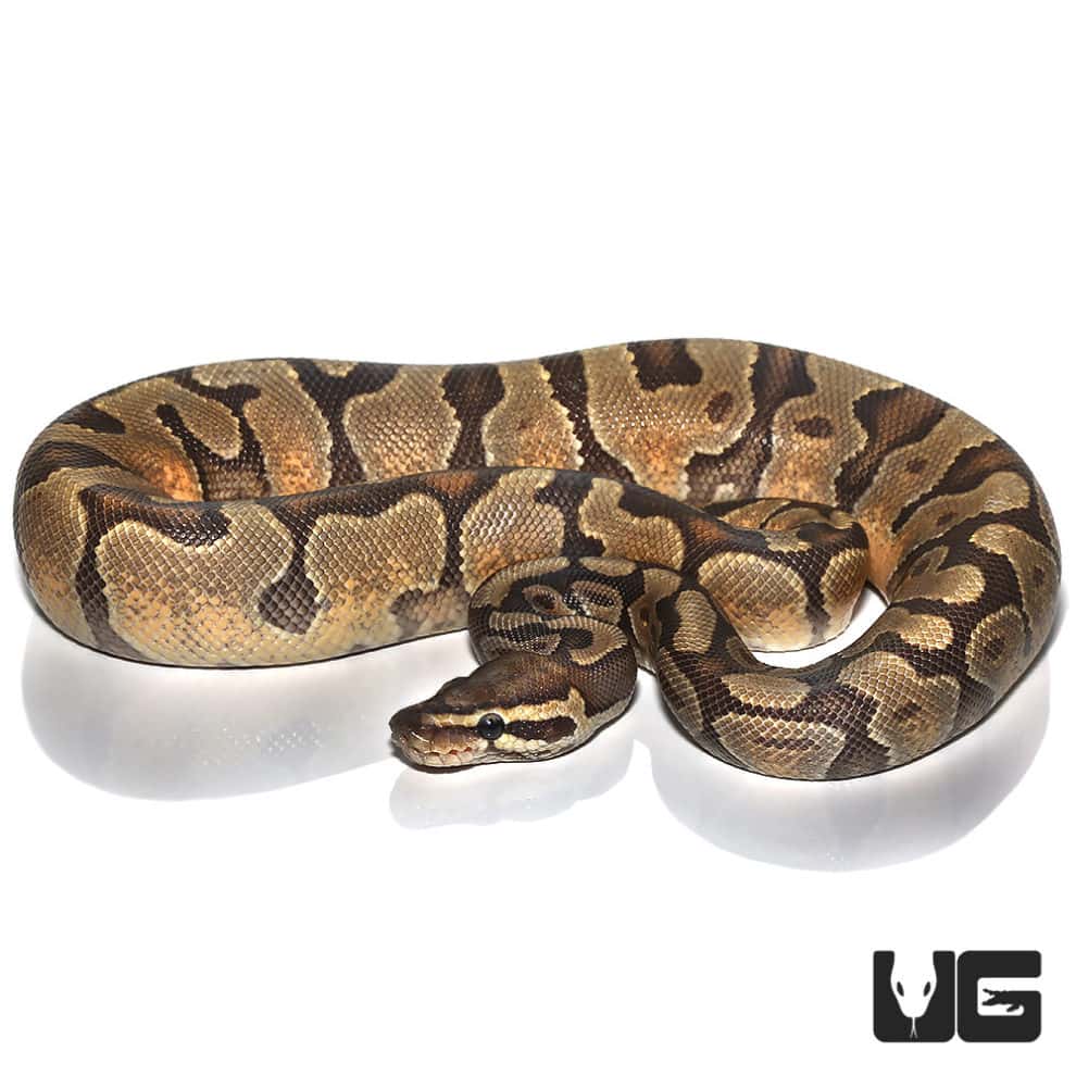 Baby Orange Dream Butter Fire Ball Python For Sale - Underground Reptiles