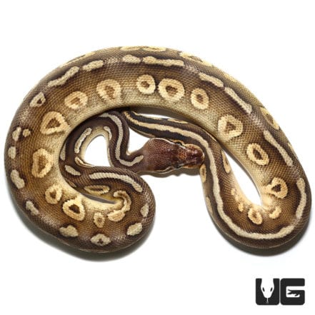 2021 Male Pastel Mojave Huffman Ball Python (Python regius) For Sale ...