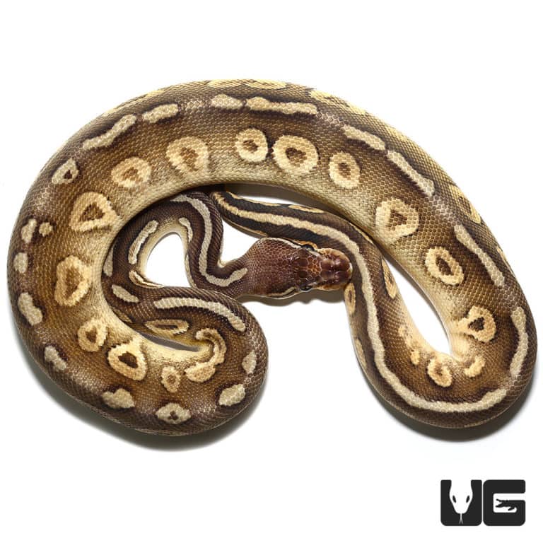 Baby Baby Champagne Enchi Pastel Pinstripe Ball Python For Sale ...