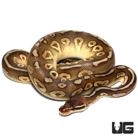 2021 Male Pastel Mojave Huffman Ball Python (Python regius) For Sale ...