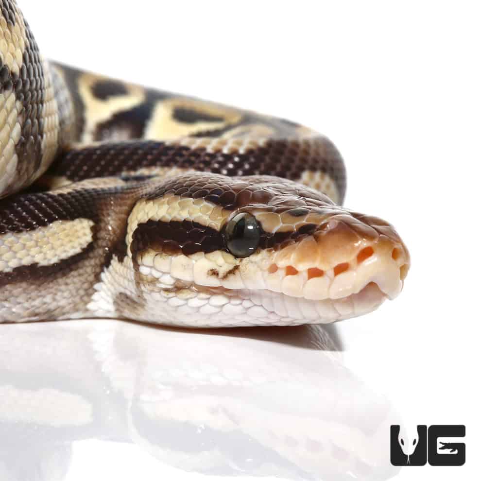Baby Bamboo Spider Ball Python For Sale - Underground Reptiles