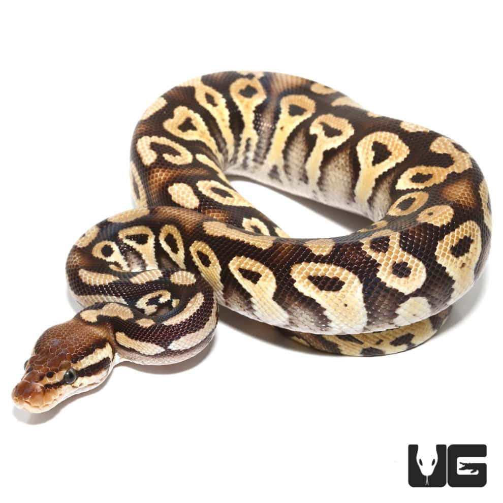 Baby Bamboo Spider Ball Python For Sale - Underground Reptiles