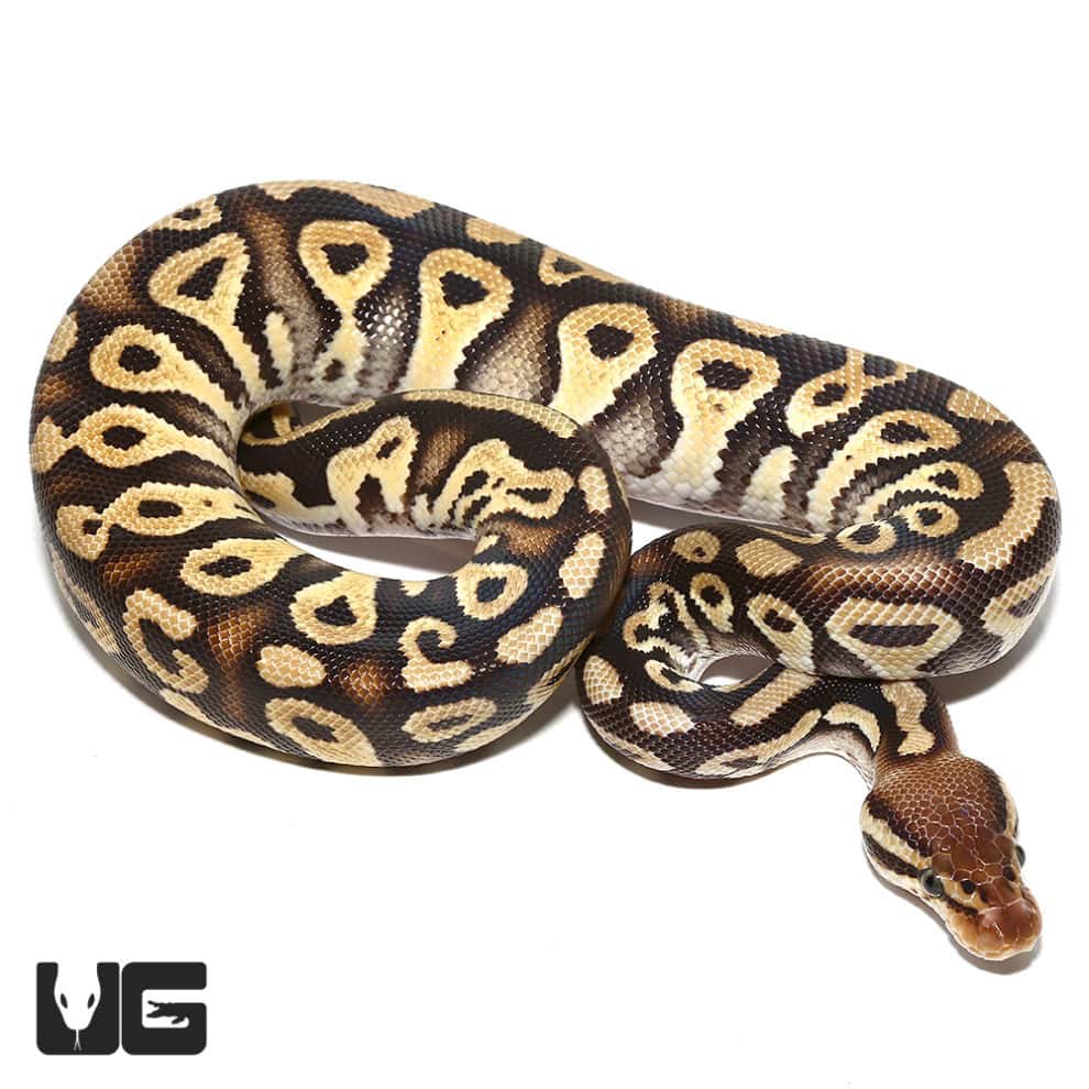 Baby Bamboo Spider Ball Python For Sale - Underground Reptiles