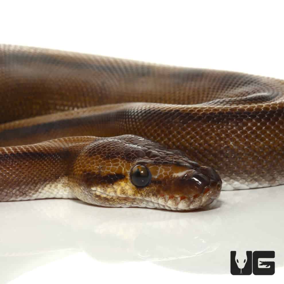 Ball Pythons For Sale - Underground Reptiles