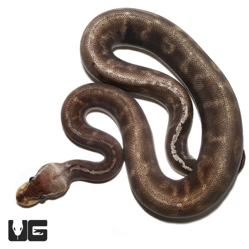 Male 2021 Super GHI Pastel Cinnamon Spider Ball Python (Python regius ...