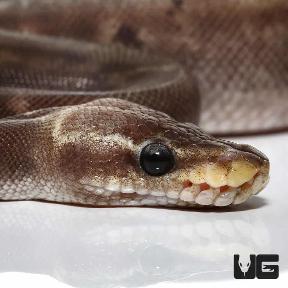 Male 2021 Super GHI Pastel Cinnamon Spider Ball Python (Python regius ...