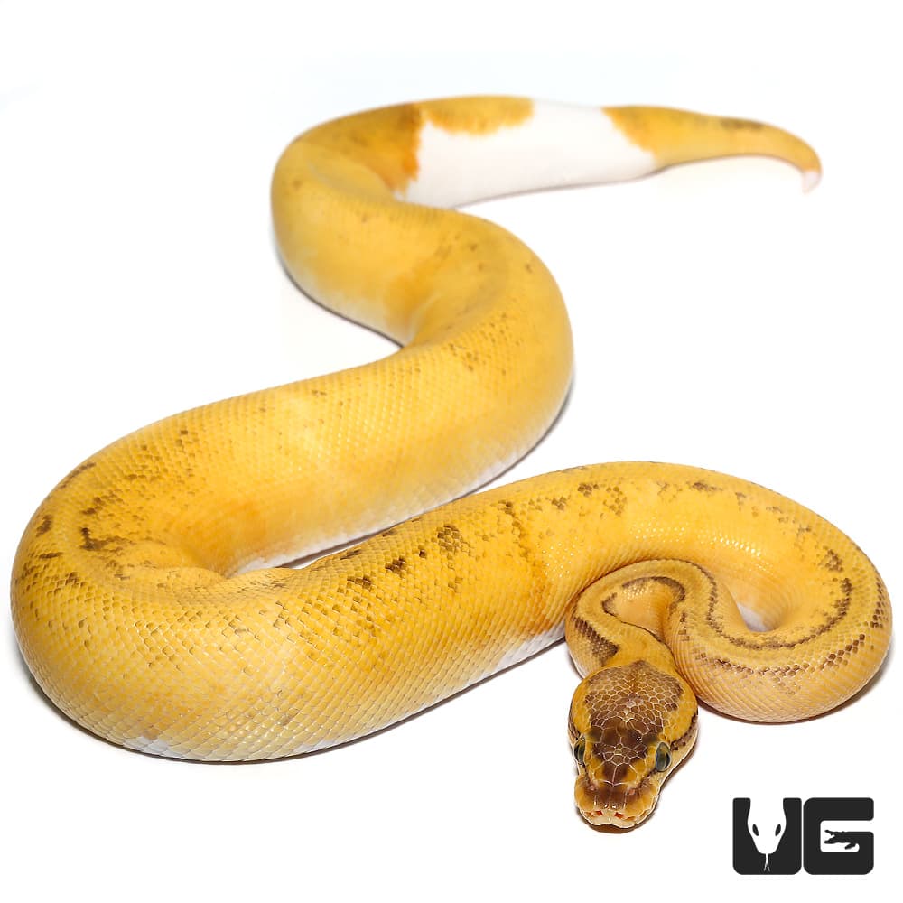 Male 2021 Super pastel Pinstripe Pied Ball Python (#116) (Python regius ...