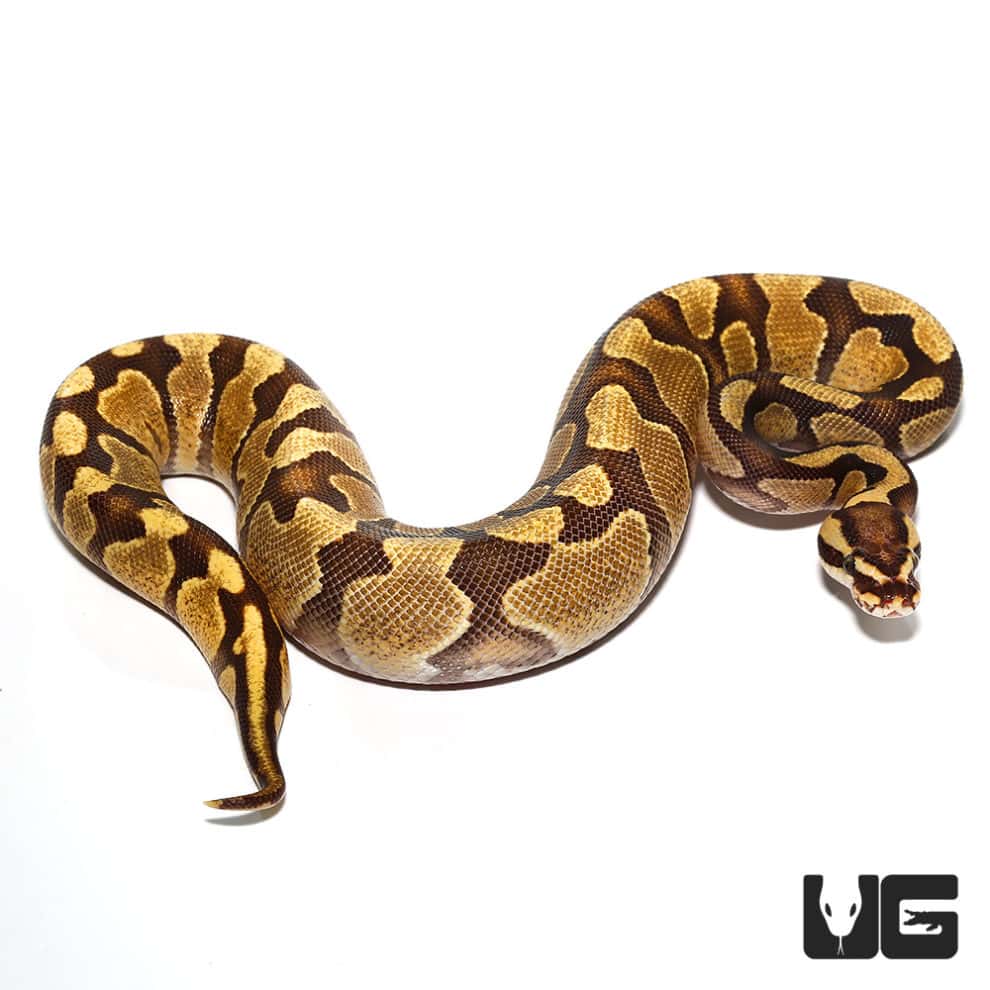 Ball Pythons For Sale - Underground Reptiles