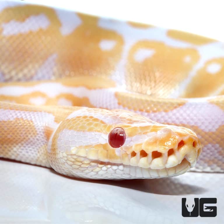 Ball Pythons For Sale - Underground Reptiles