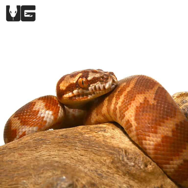 Carpet Pythons For Sale - Underground Reptiles