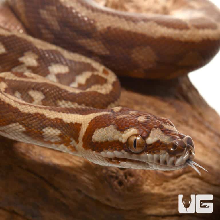 Baby Irian Jaya x Coastal Carpet Python For Sale - Underground Reptiles
