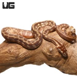 Baby Irian Jaya x Coastal Carpet Python (Morelia spilota variegata x ...