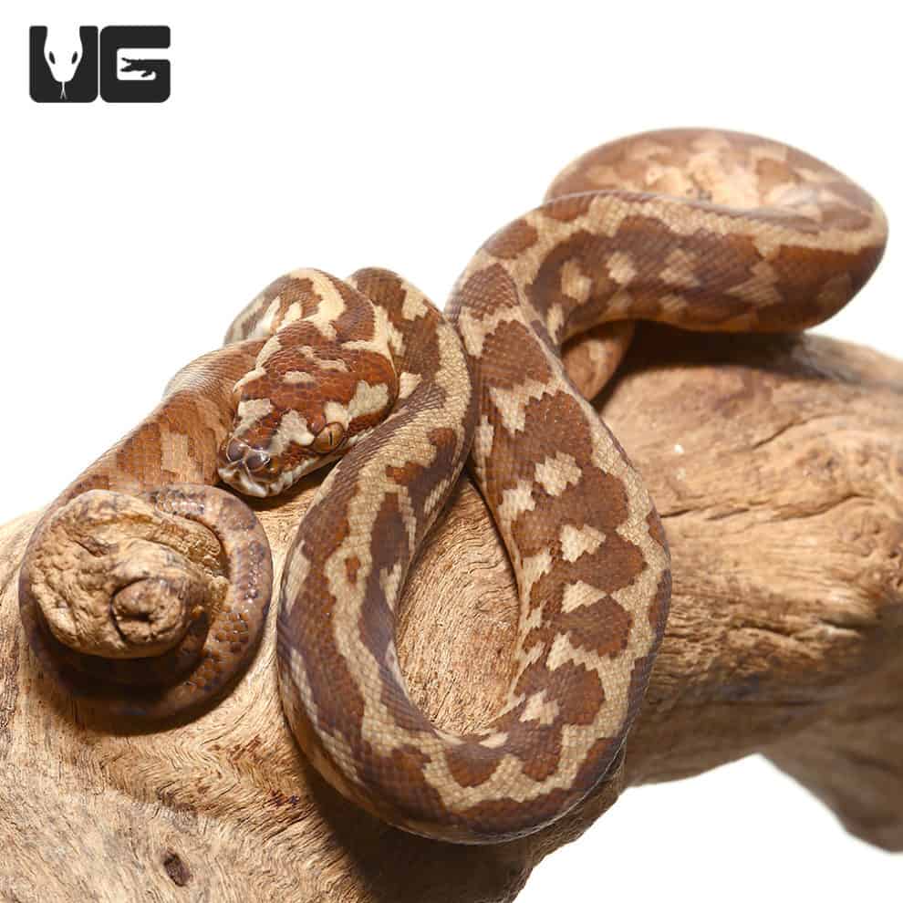 Baby Irian Jaya x Coastal Carpet Python For Sale - Underground Reptiles