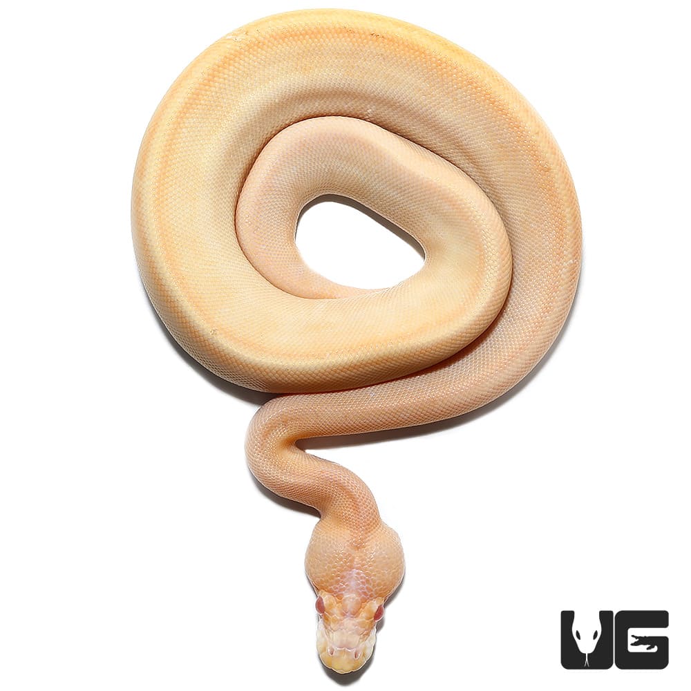Female 2022 Pinstripe Champagne Candino Ball Python (Python regius) For ...