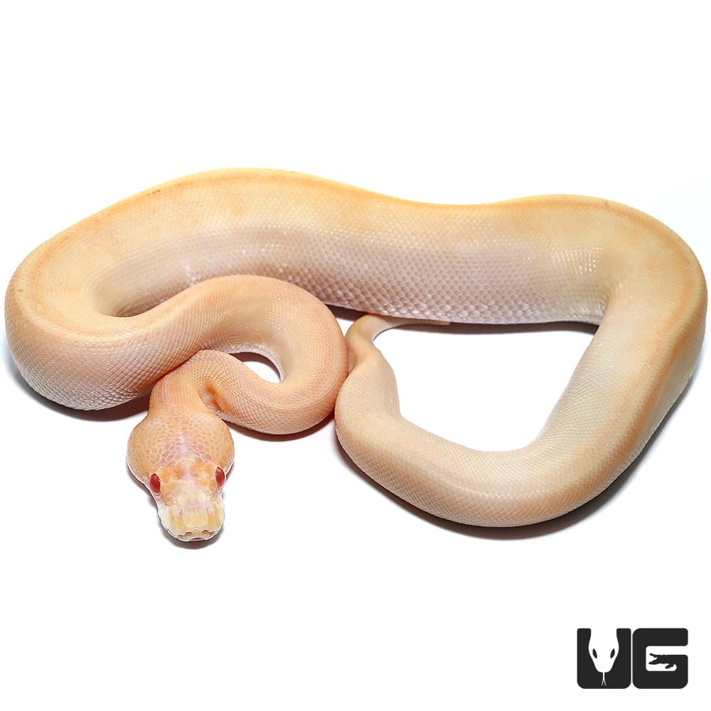 Female 2022 Pinstripe Champagne Candino Ball Python (Python regius) For ...