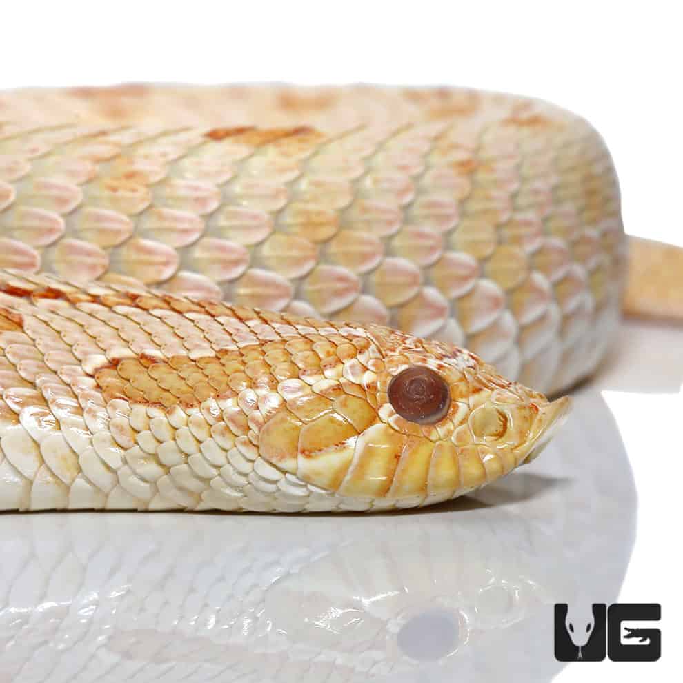 Adult Male Albino Anaconda Western Hognose Snake - Underground Reptiles