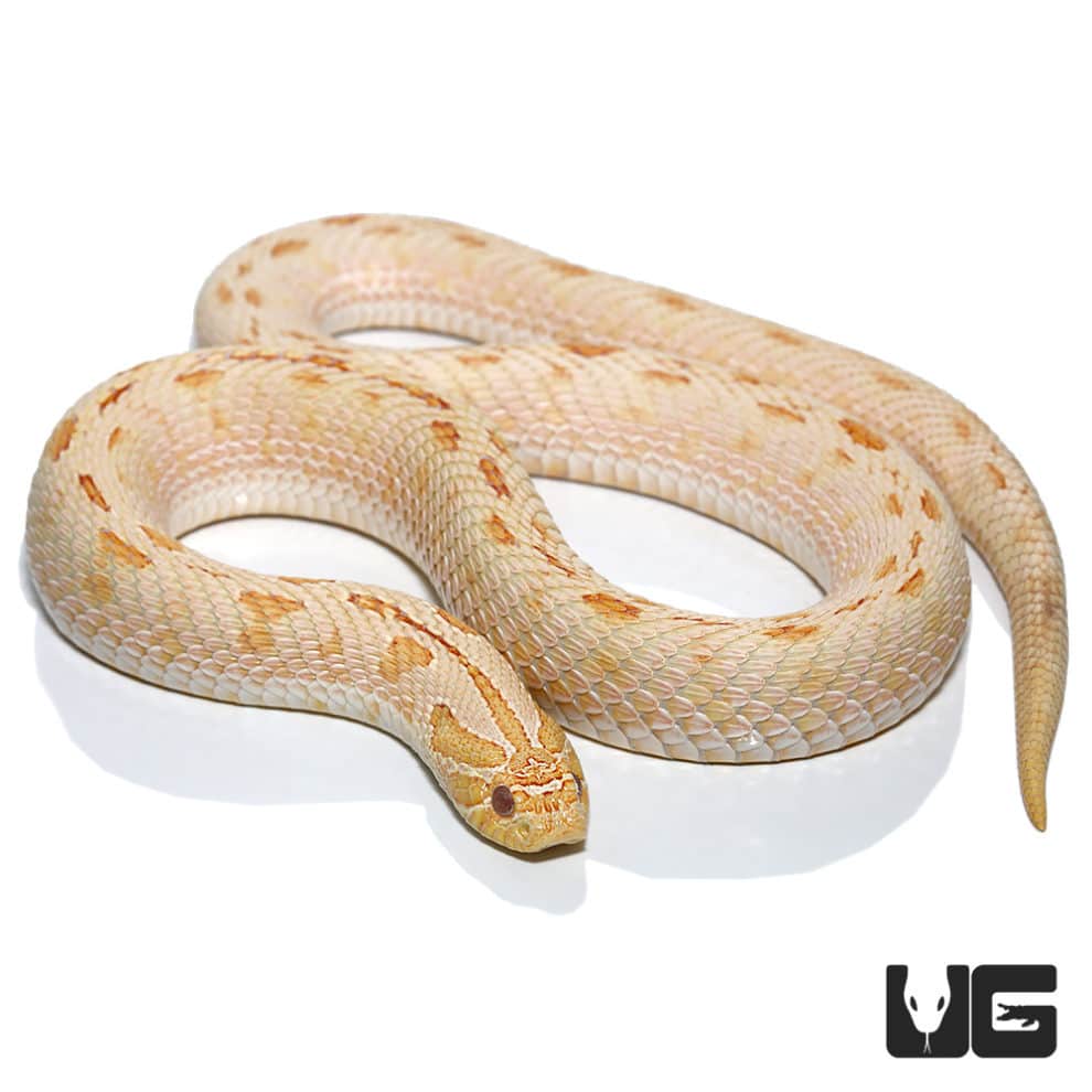 Adult Male Albino Anaconda Western Hognose Snake - Underground Reptiles