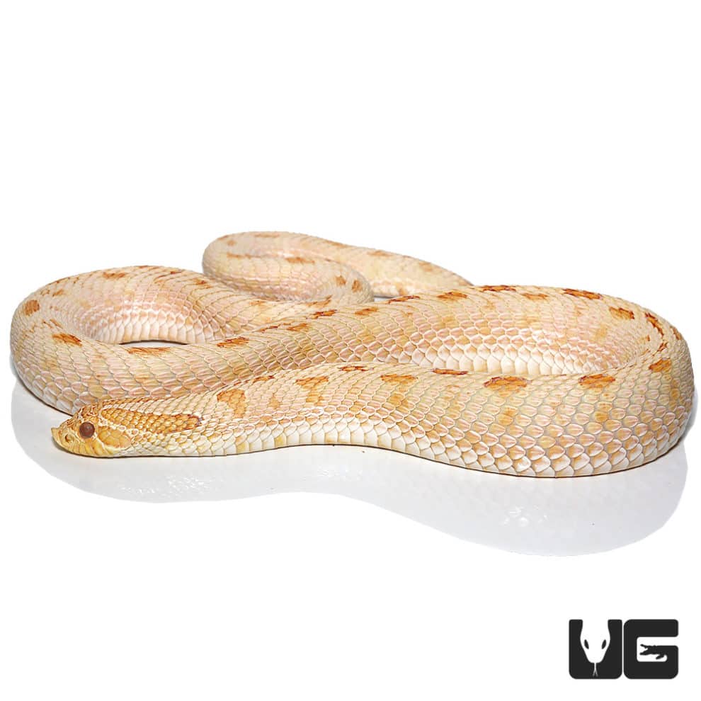 Adult Male Albino Anaconda Western Hognose Snake - Underground Reptiles