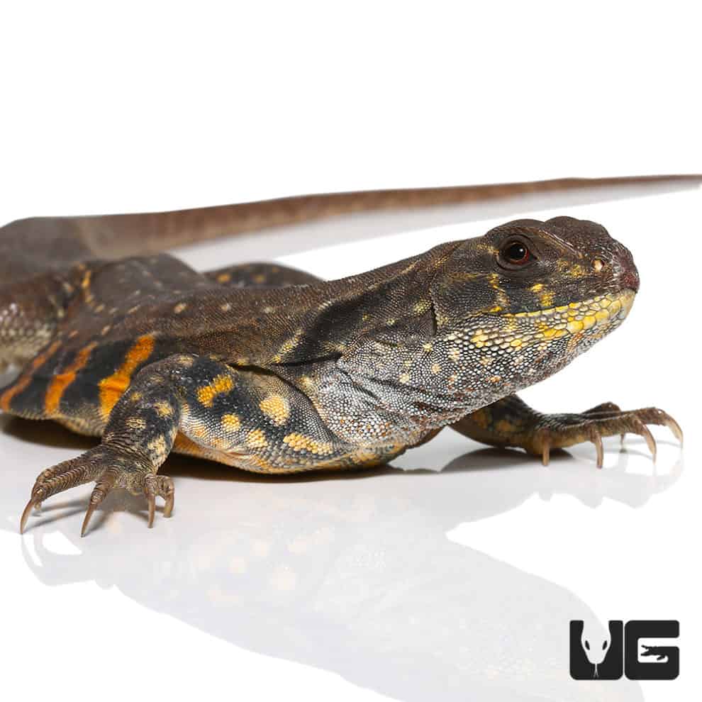 Butterfly Agamas (Leiolepis belliana) For Sale - Underground Reptiles