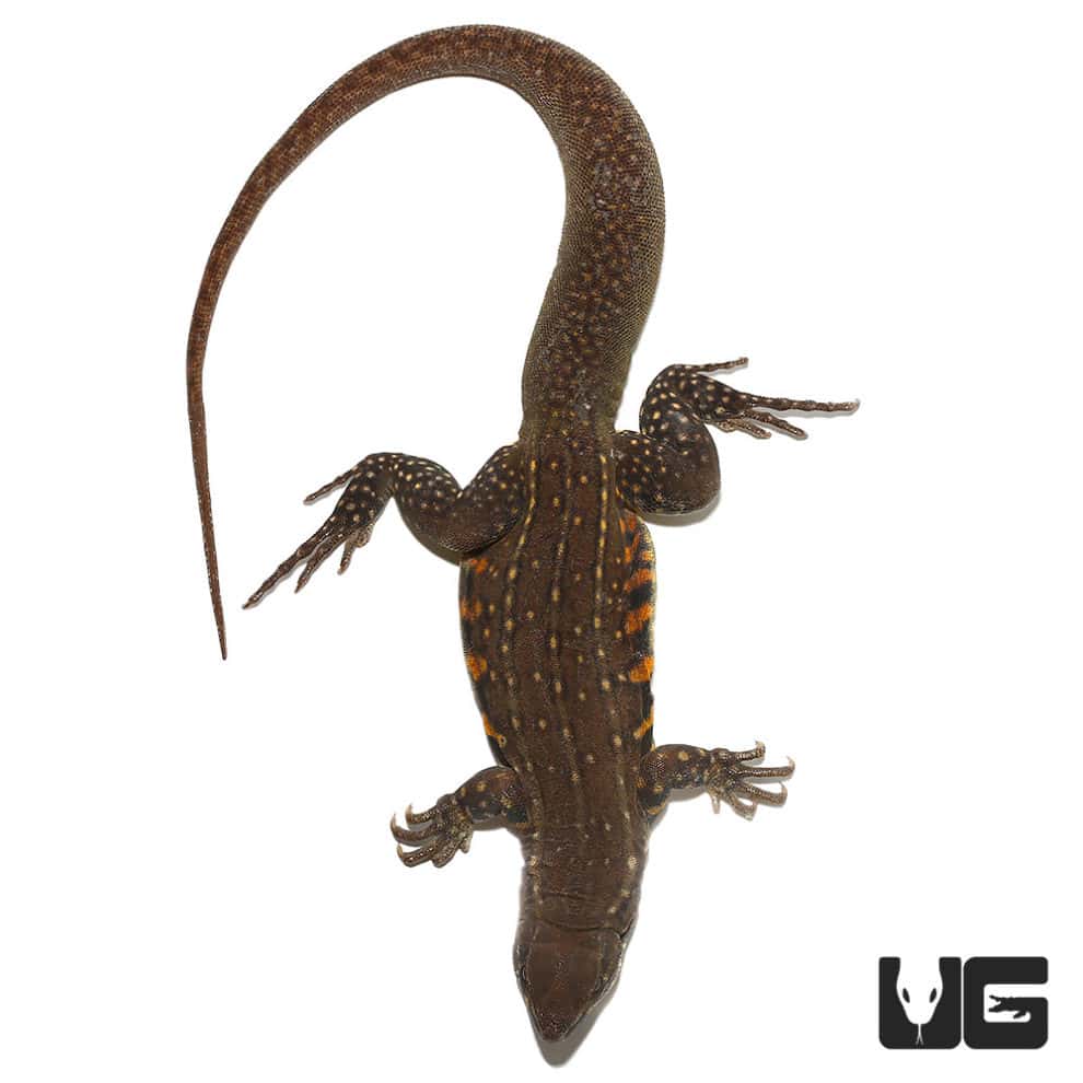 Butterfly Agamas (Leiolepis belliana) For Sale - Underground Reptiles